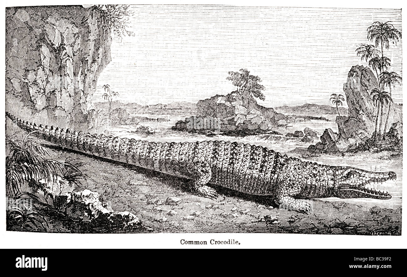 Crocodile feet hi-res stock photography and images - Alamy