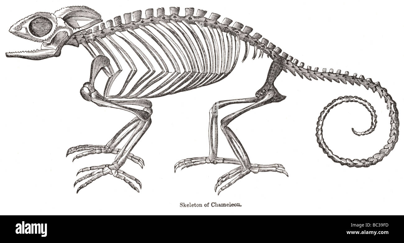 Lizard skeleton hi-res stock photography and images - Alamy