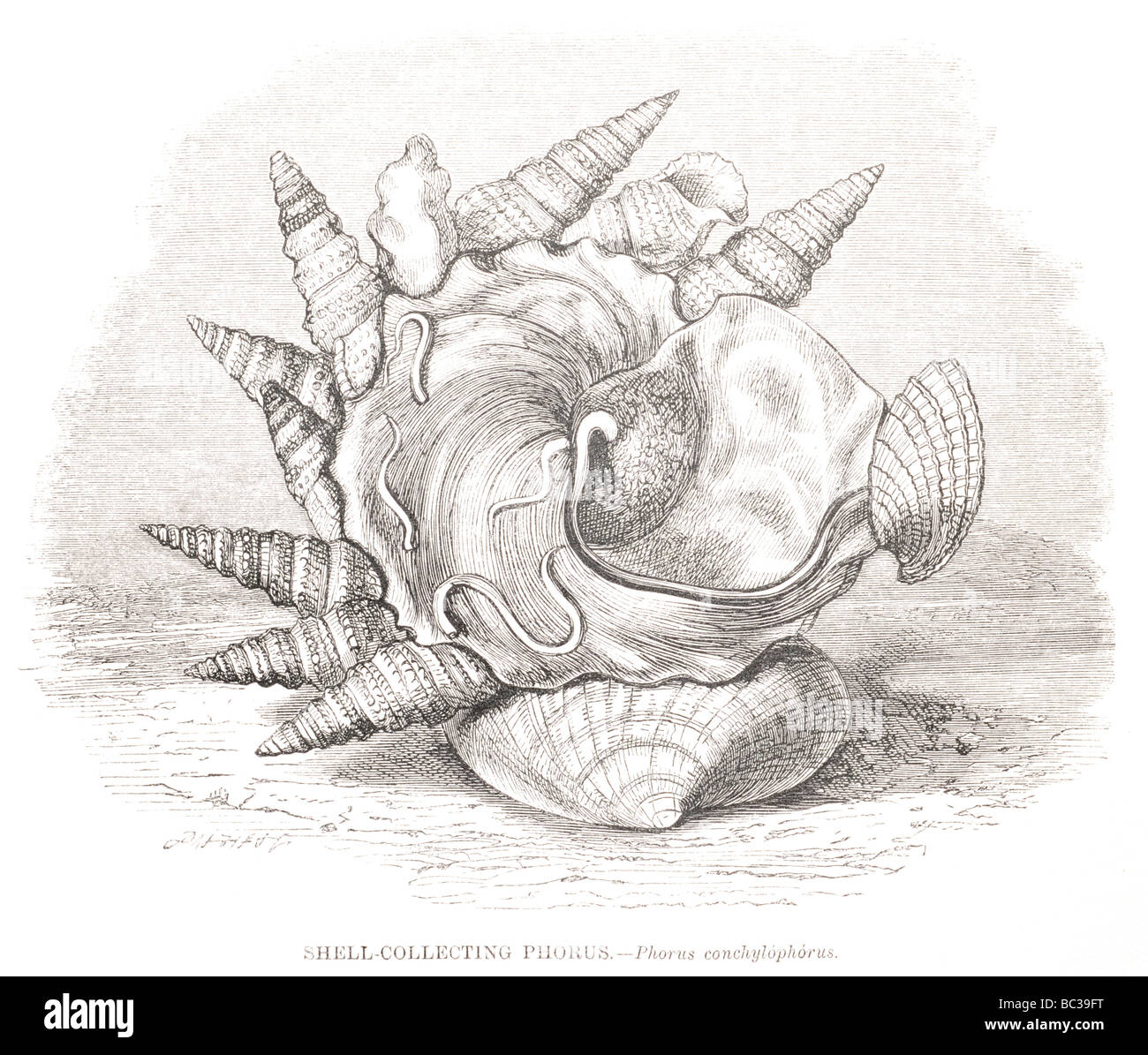 Phorus hi-res stock photography and images - Alamy