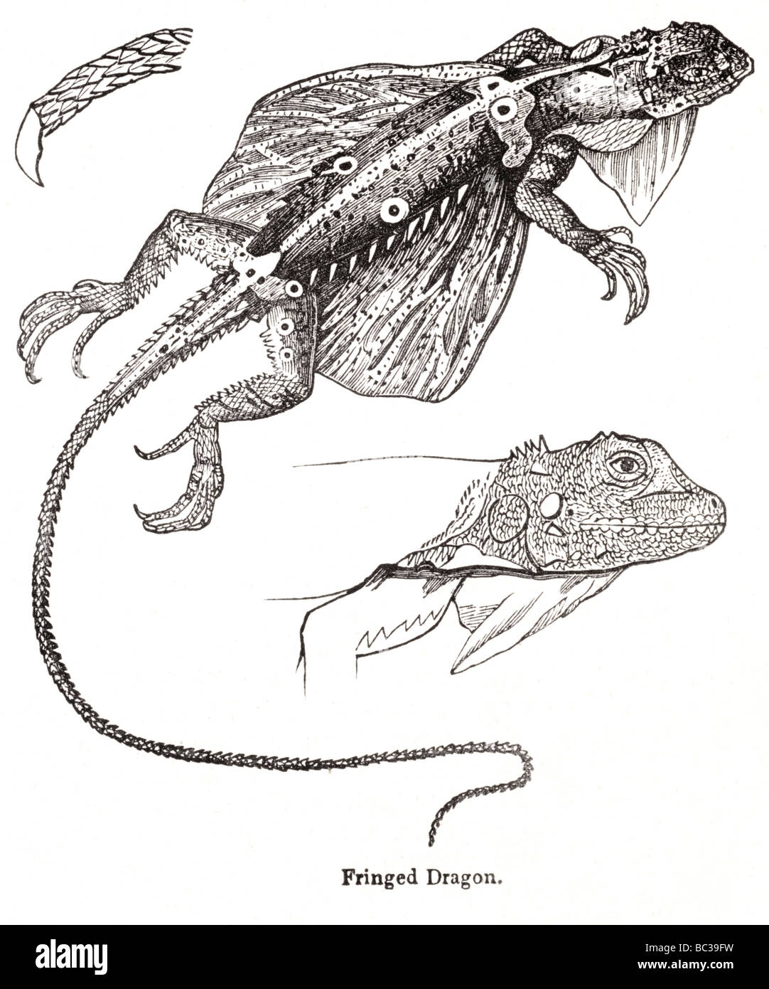 Fringed dragon hi-res stock photography and images - Alamy