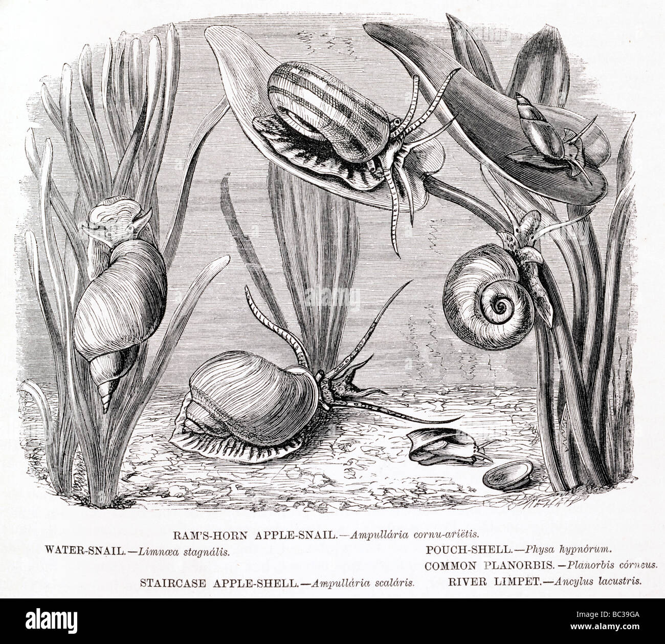 Planispiral shell hi-res stock photography and images - Alamy