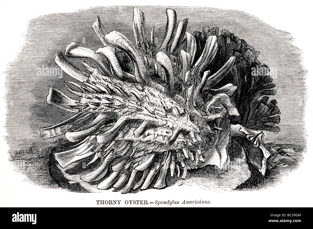 thorny oyster spondylus americanus Stock Photo - Alamy