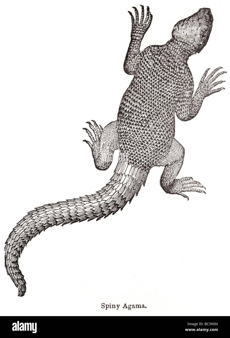 Agama lizard drawing hi-res stock photography and images - Alamy