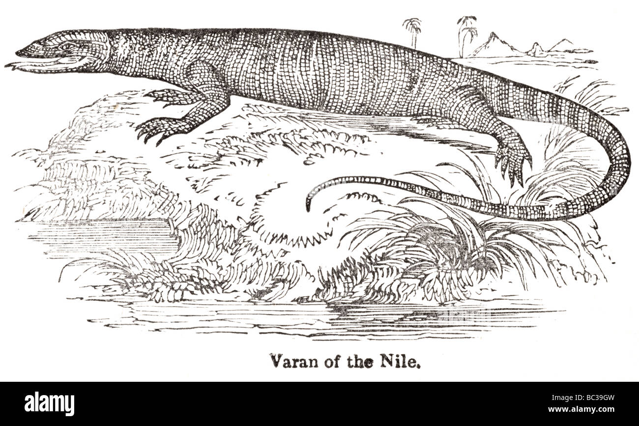 Varan hi-res stock photography and images - Alamy