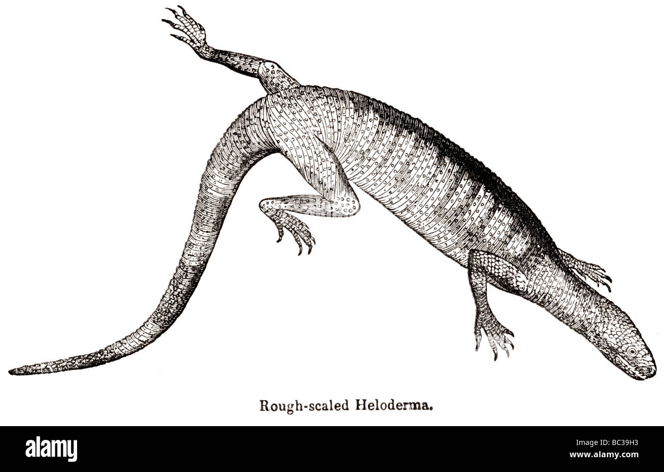 Scaled drawing hi-res stock photography and images - Alamy