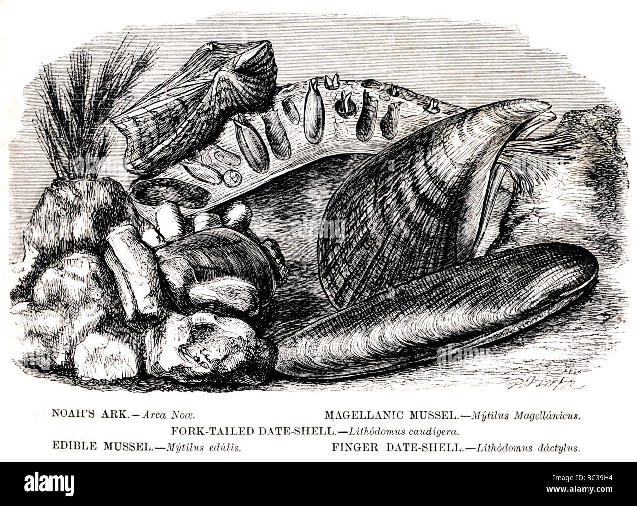noah s arch arca noae magellanic mussel fork tailed date shell edible ...