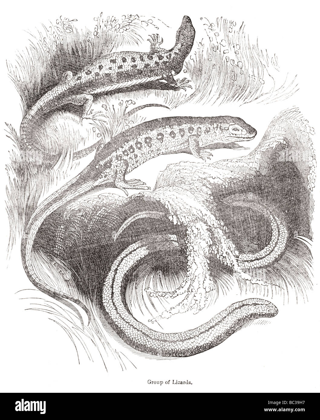 group of lizards lizard Stock Photo - Alamy