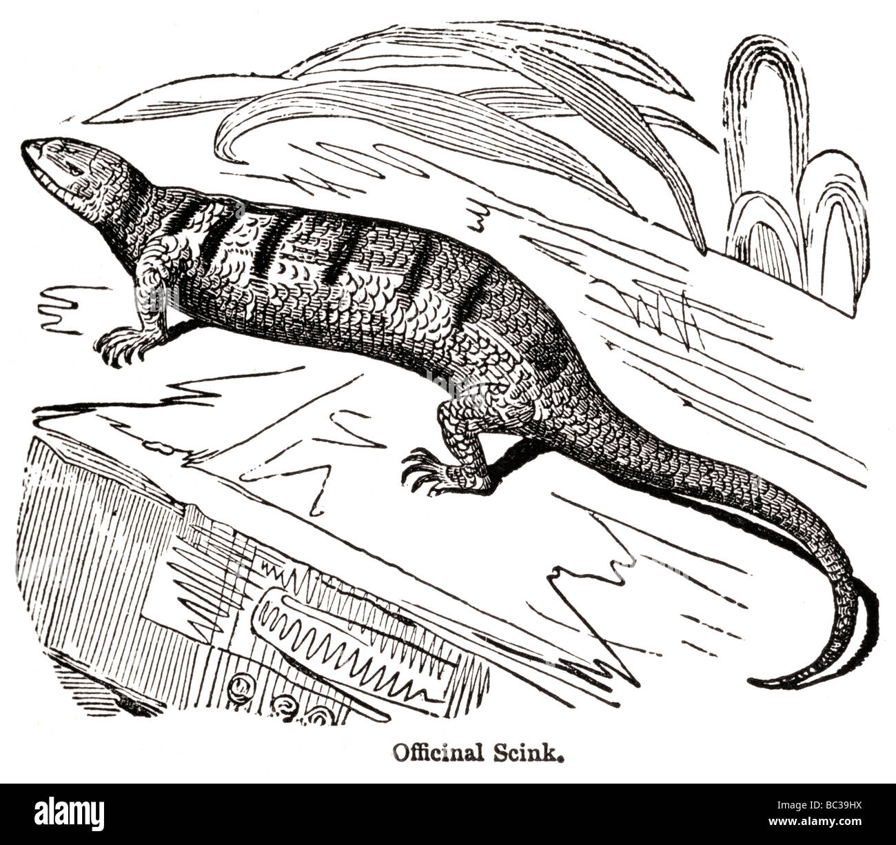 Scink hi-res stock photography and images - Alamy