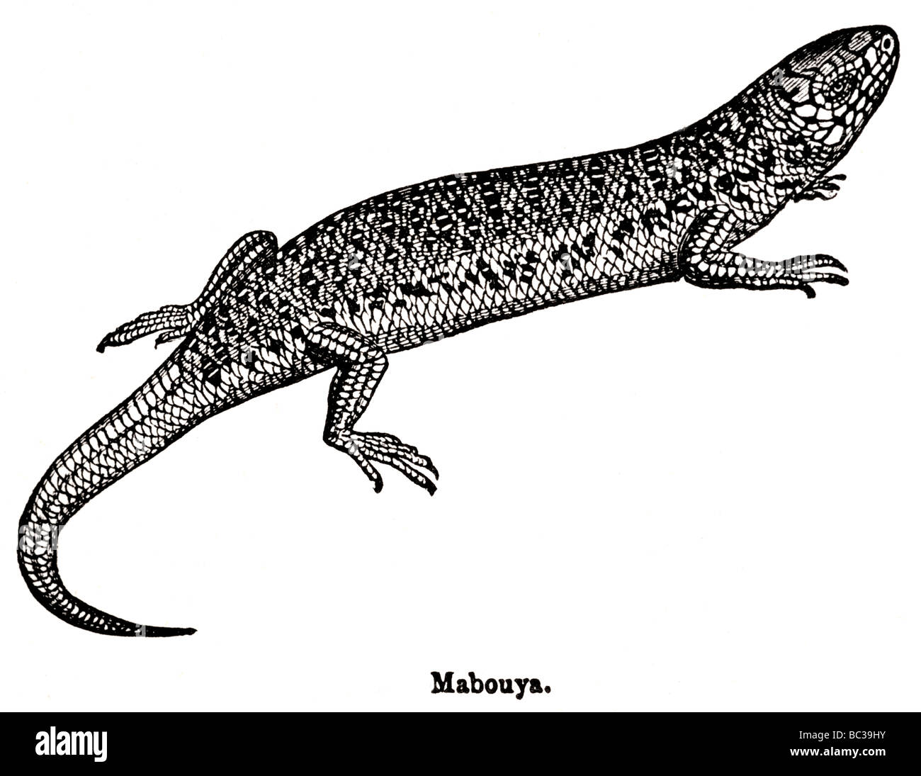 Mabouya hi-res stock photography and images - Alamy