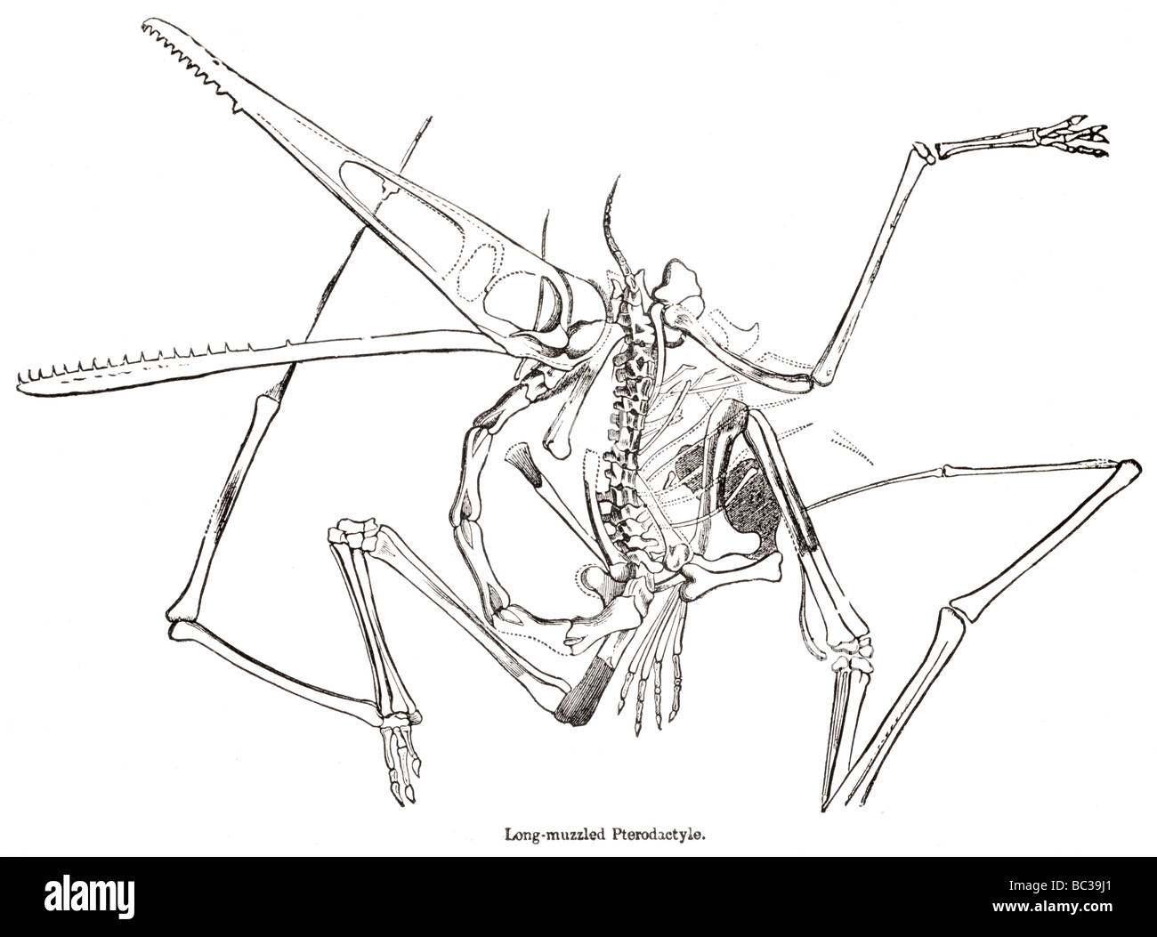 Pterodactyl Fossil Drawing