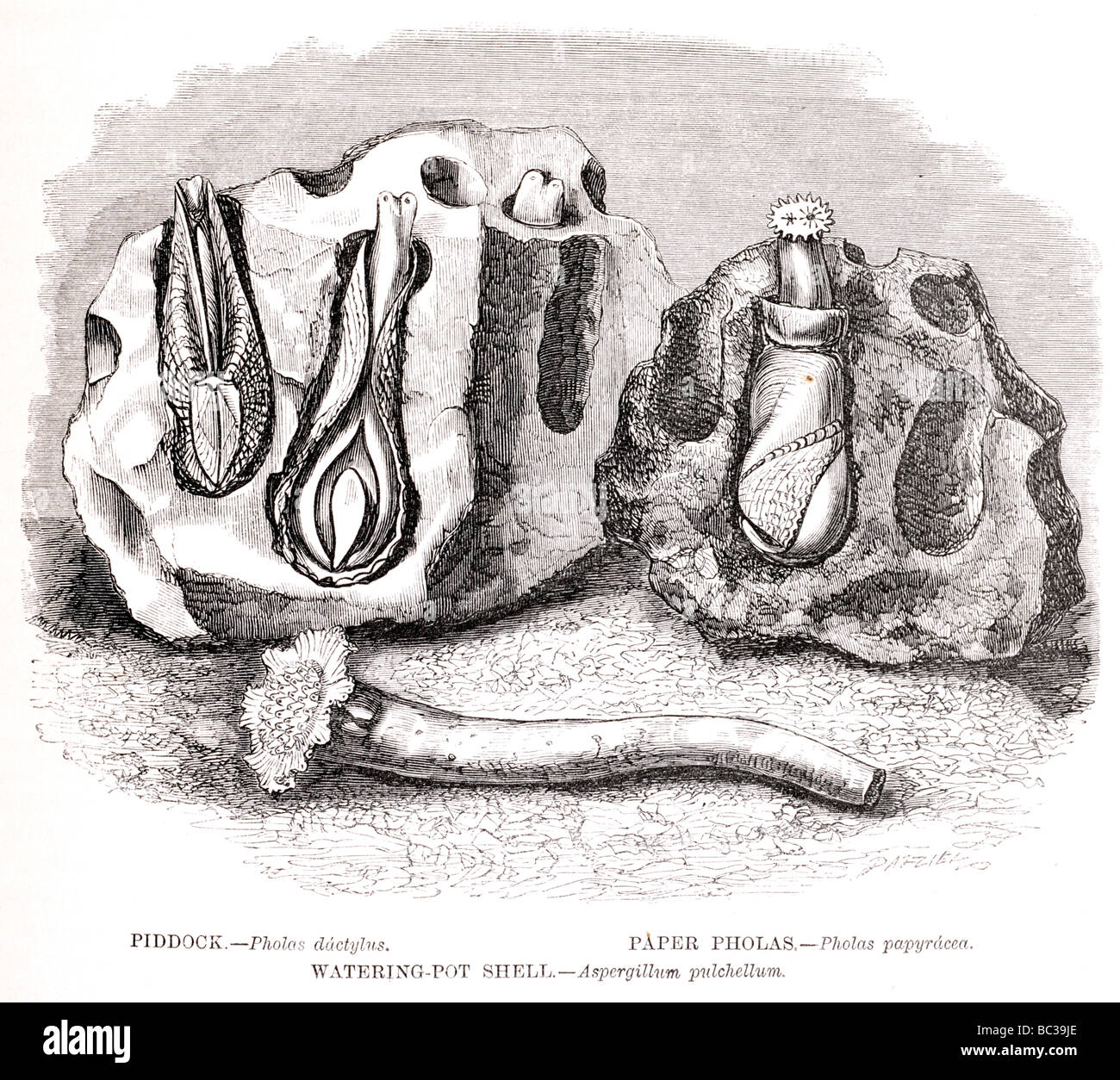 Piddock shell hi-res stock photography and images - Alamy