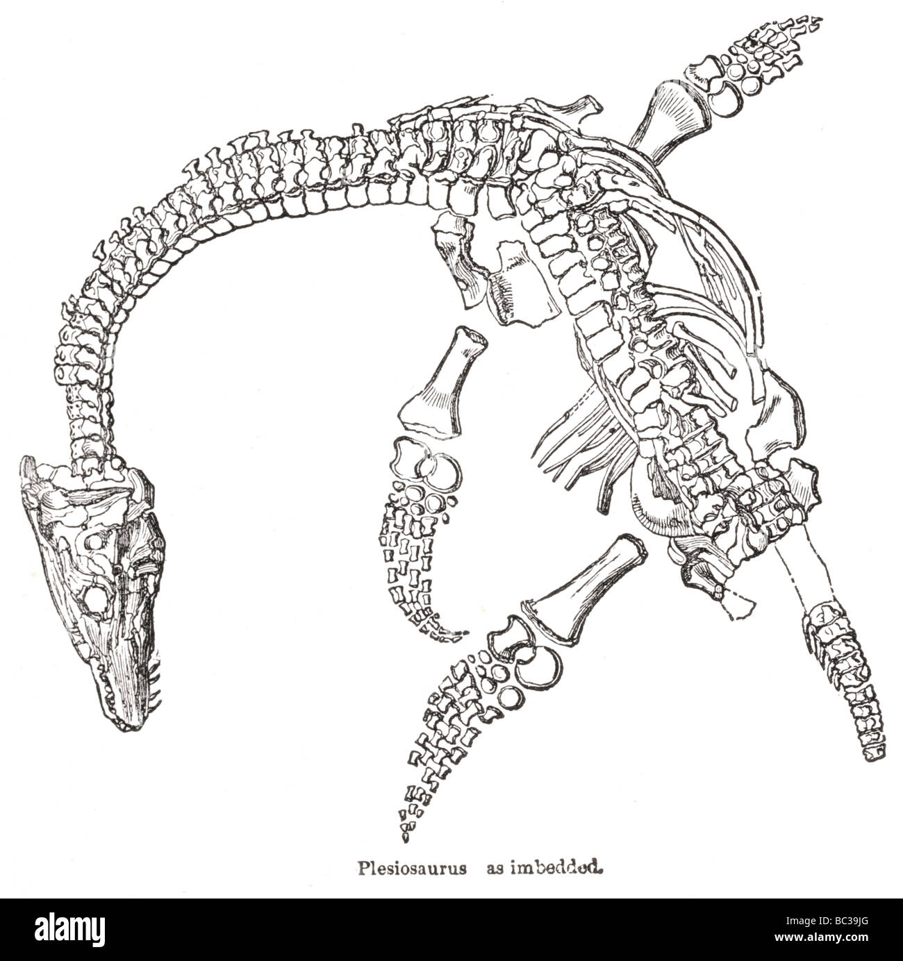 Plesiosaur Skull Drawing