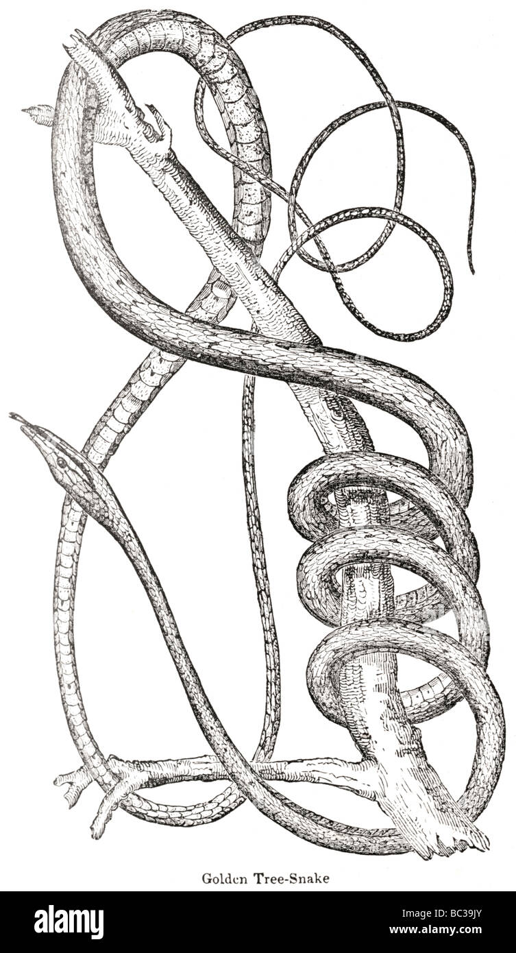 Gliding snake hi-res stock photography and images - Alamy