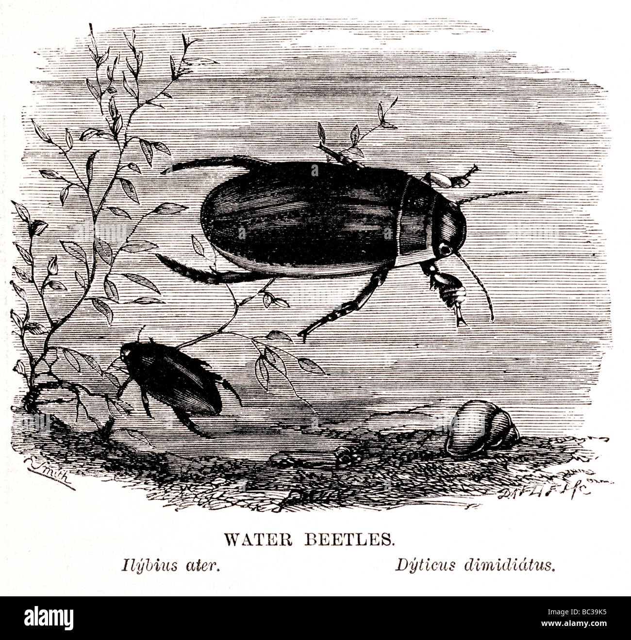 Black water beetle hi-res stock photography and images - Alamy