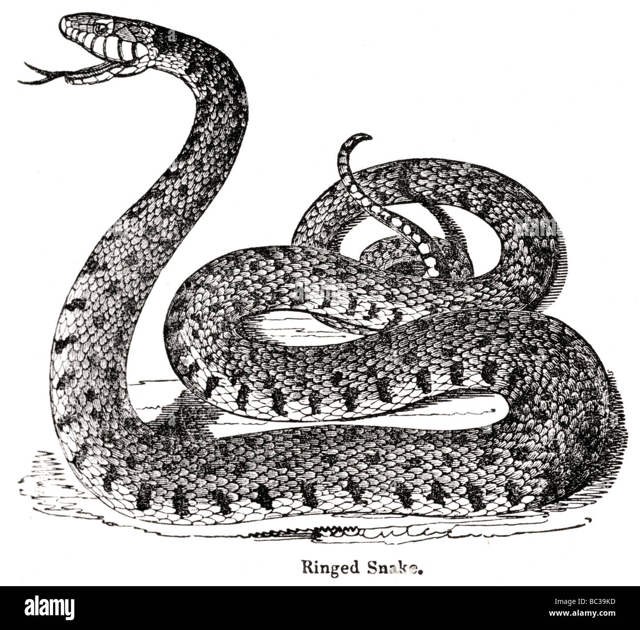 Articulated snakes hi-res stock photography and images - Alamy