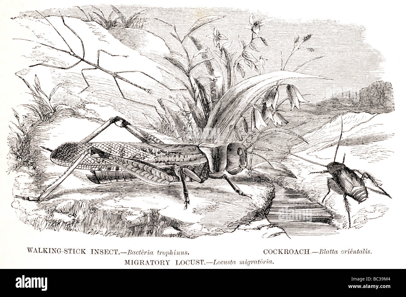 walking stick insect bacteria trophinus cockroach blatta orientalis ...