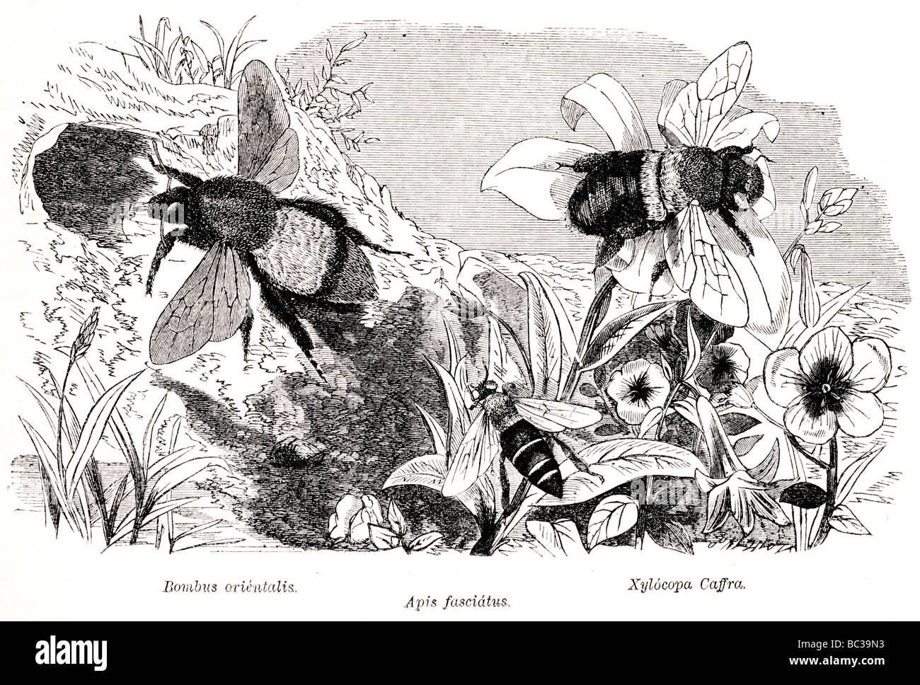 bombus orientalis apis fasciatus xylocopa caffra Stock Photo - Alamy