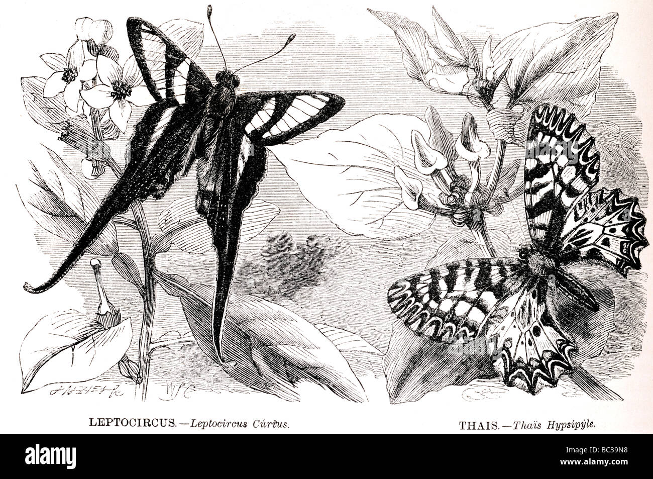 leptocircus curtus thais hypsipyle Stock Photo - Alamy