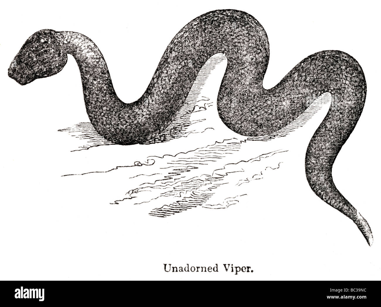 Viper fangs hi-res stock photography and images - Alamy