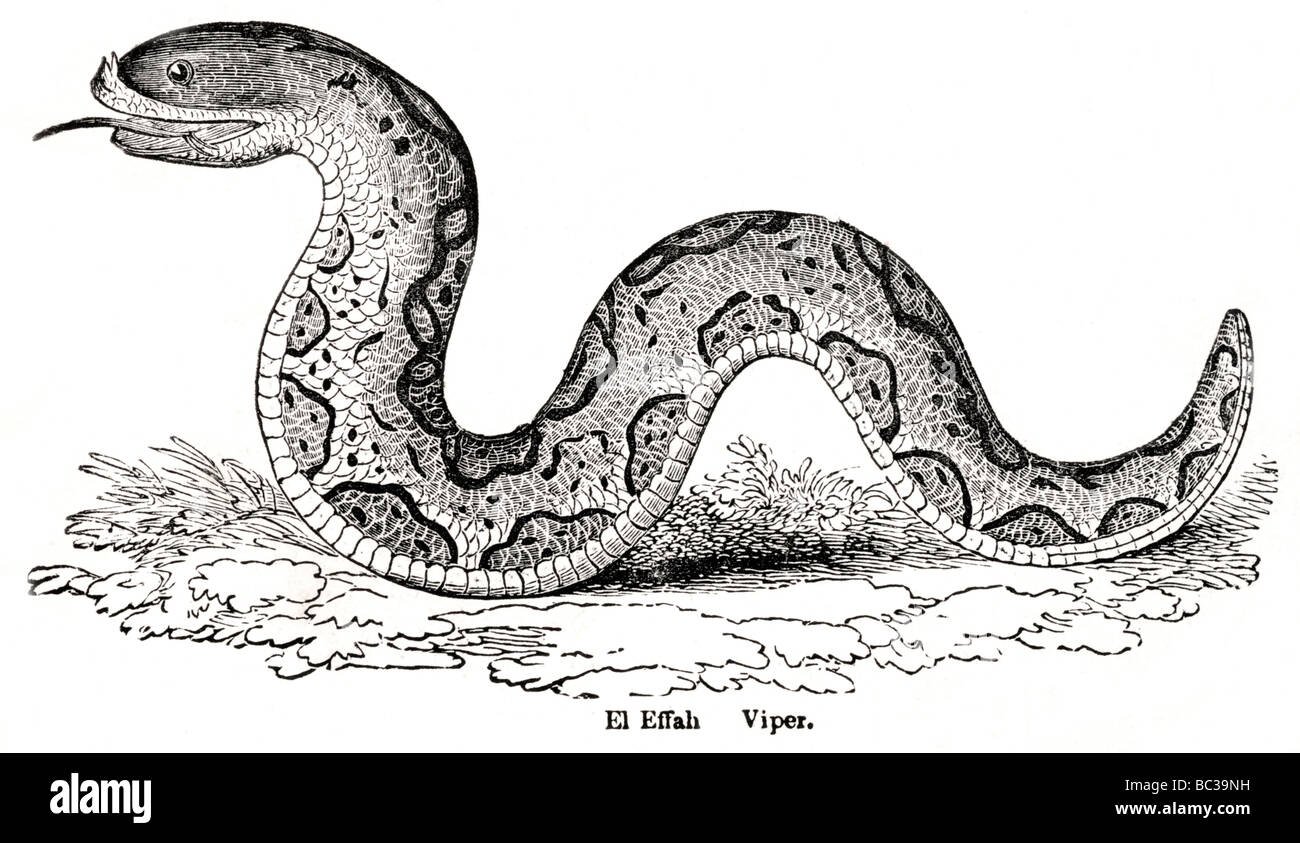 Effah hi-res stock photography and images - Alamy