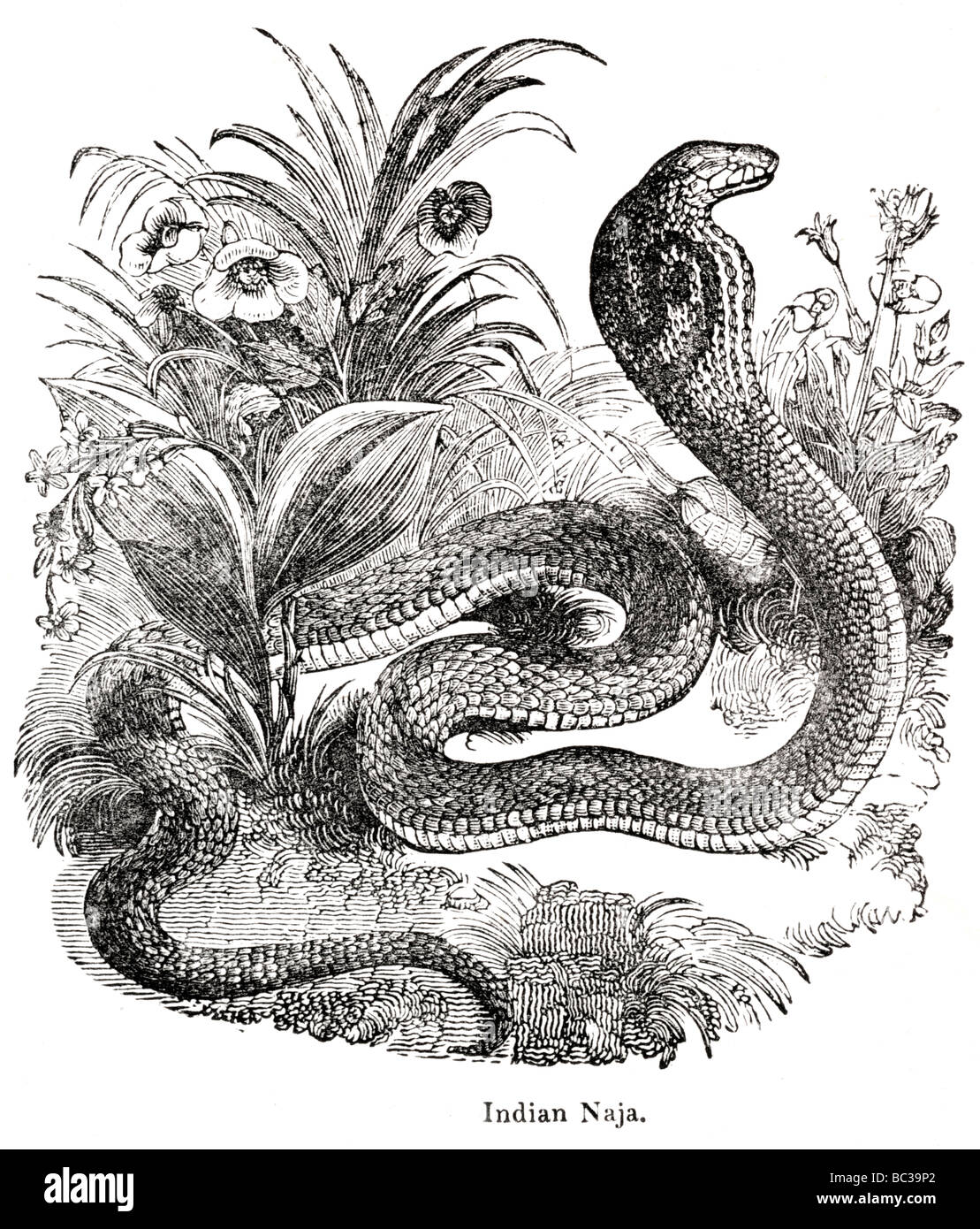 Indian pythons hi-res stock photography and images - Alamy