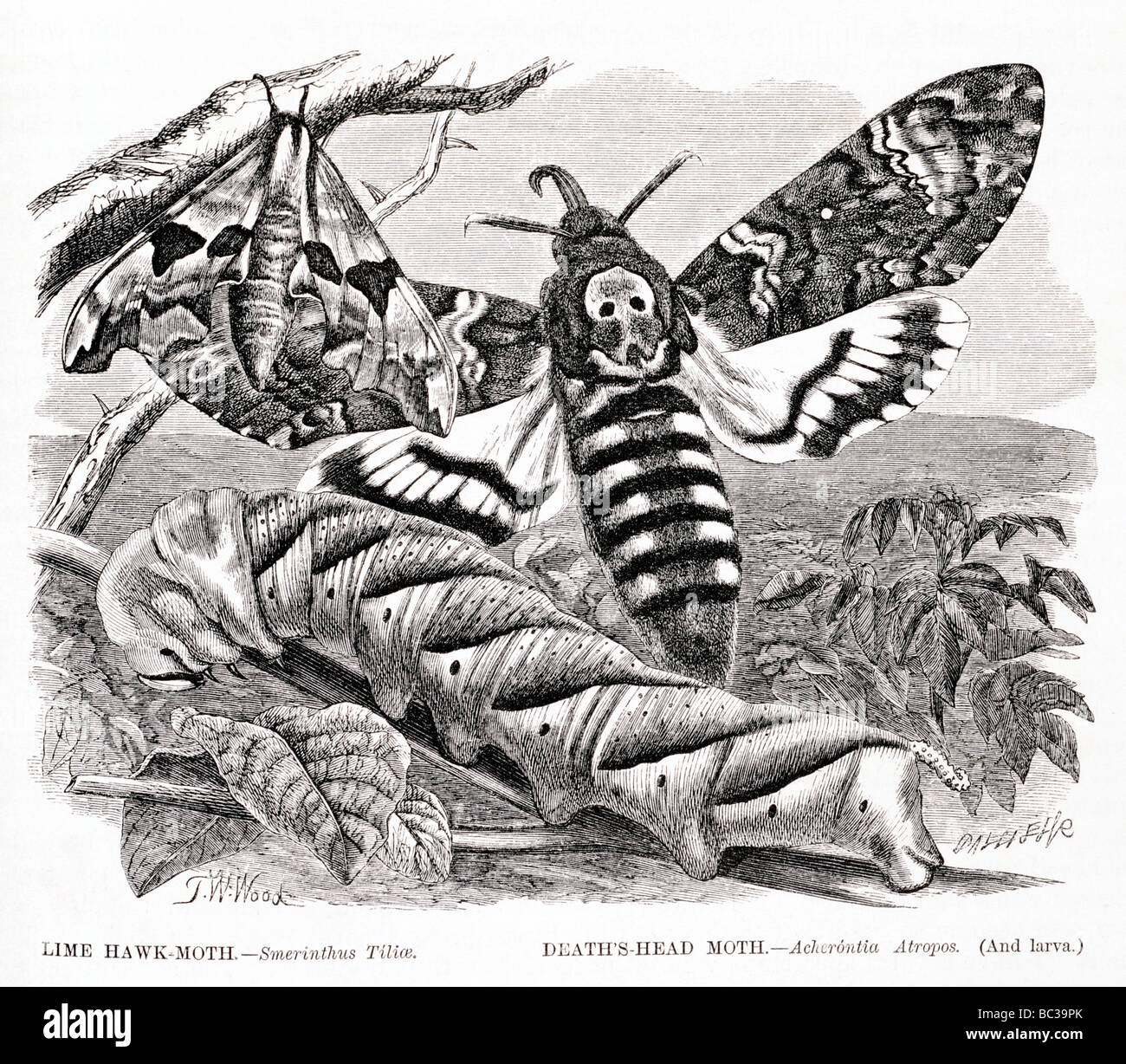 lime hawk moth smerinthus tiliae death s head moth acherontia atropos ...