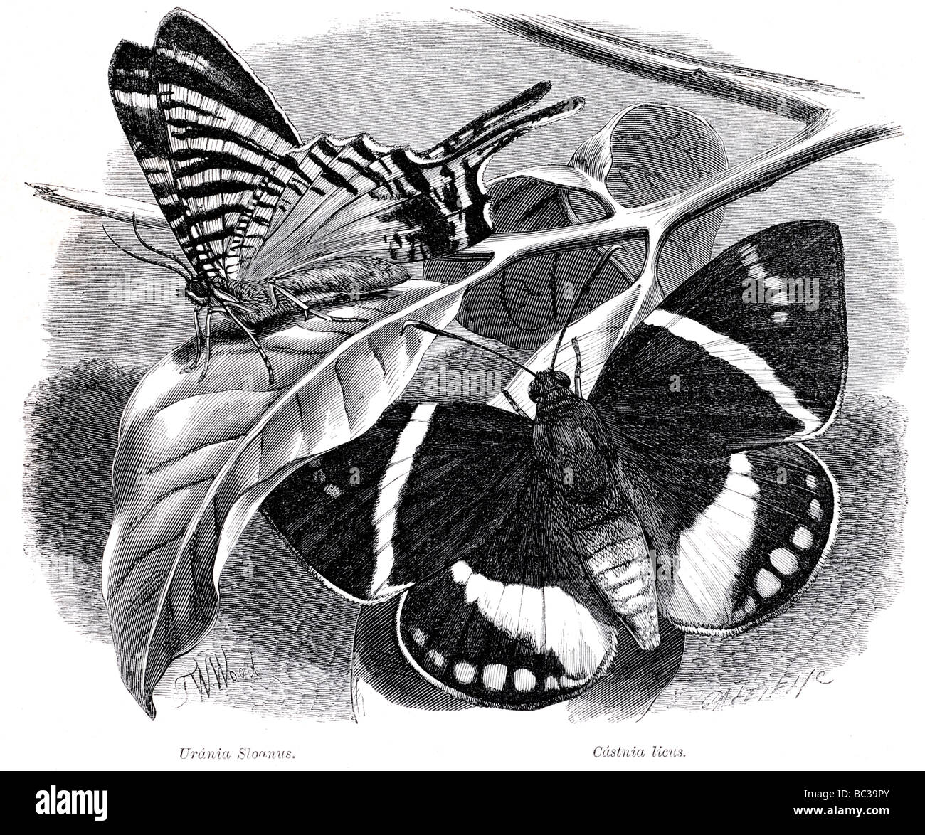 urania sloanus castinia licus Stock Photo - Alamy