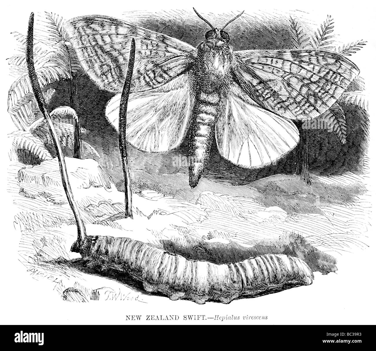 new zealand swift hepialus virescens Stock Photo - Alamy