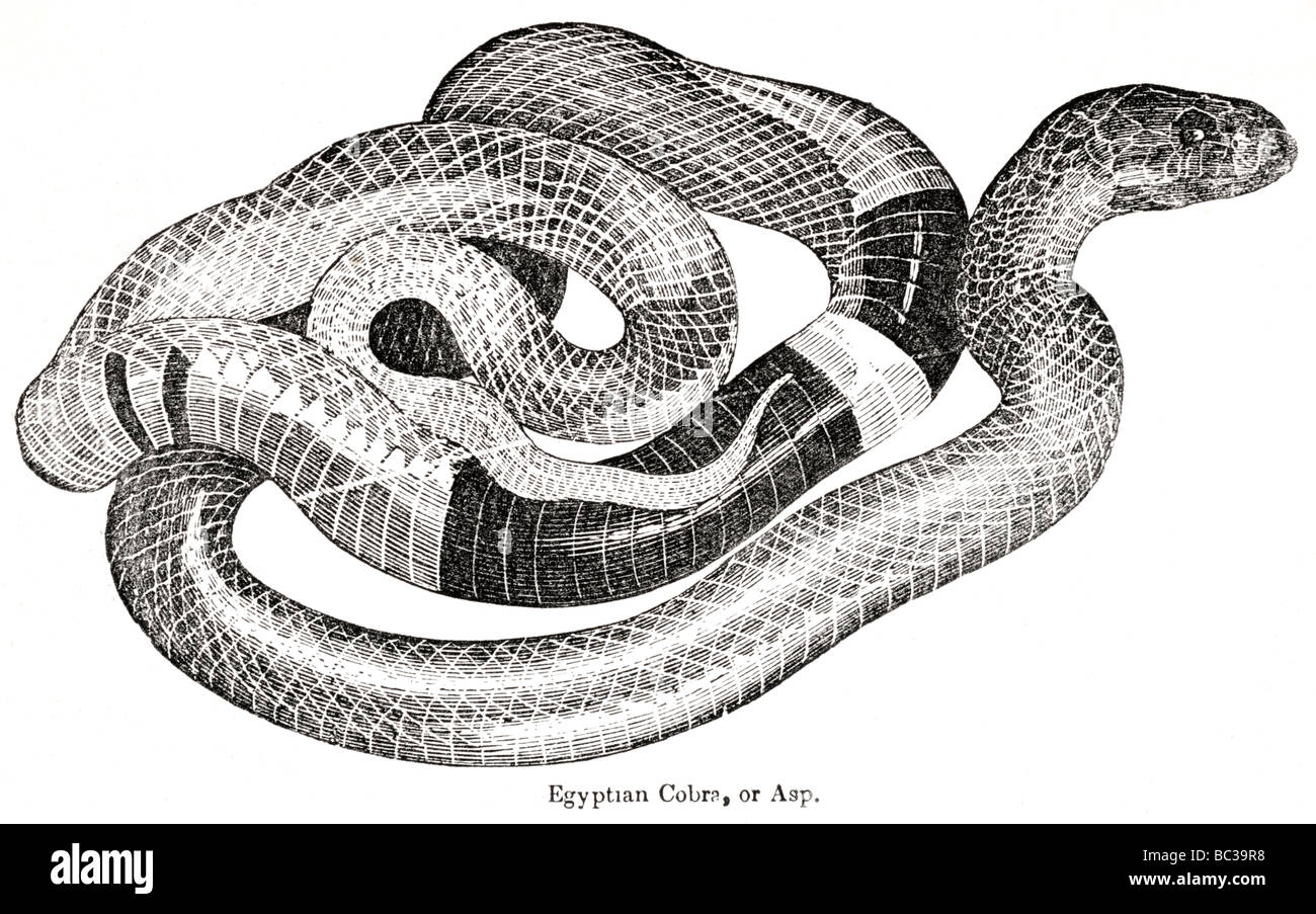 Egyptian Cobra Drawings