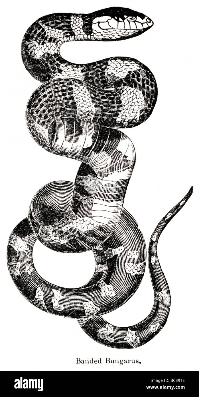 Amniote vertebrates hi-res stock photography and images - Alamy