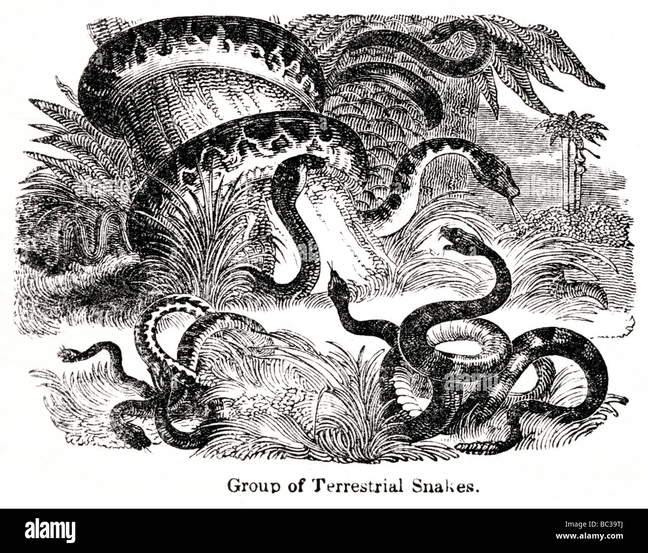group of terrestrial snakes snake Stock Photo - Alamy