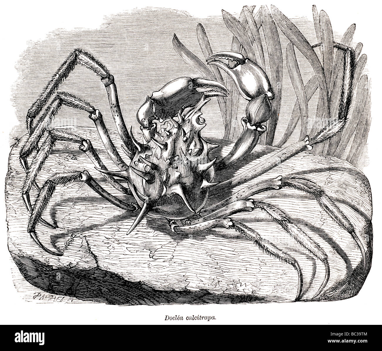 Raninoidea hi-res stock photography and images - Alamy