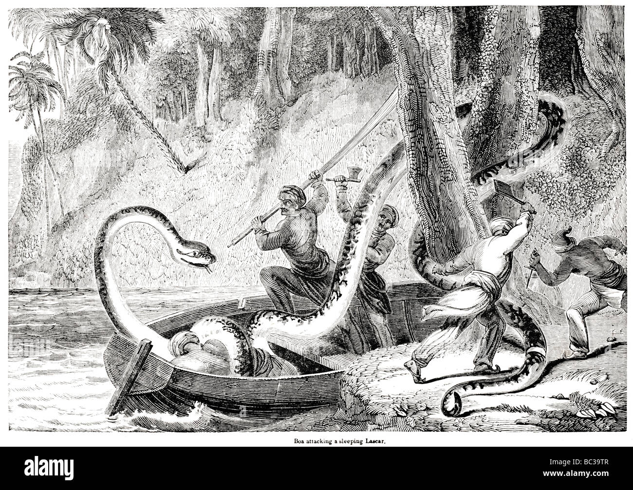boa attacking a sleeping lascar Stock Photo - Alamy