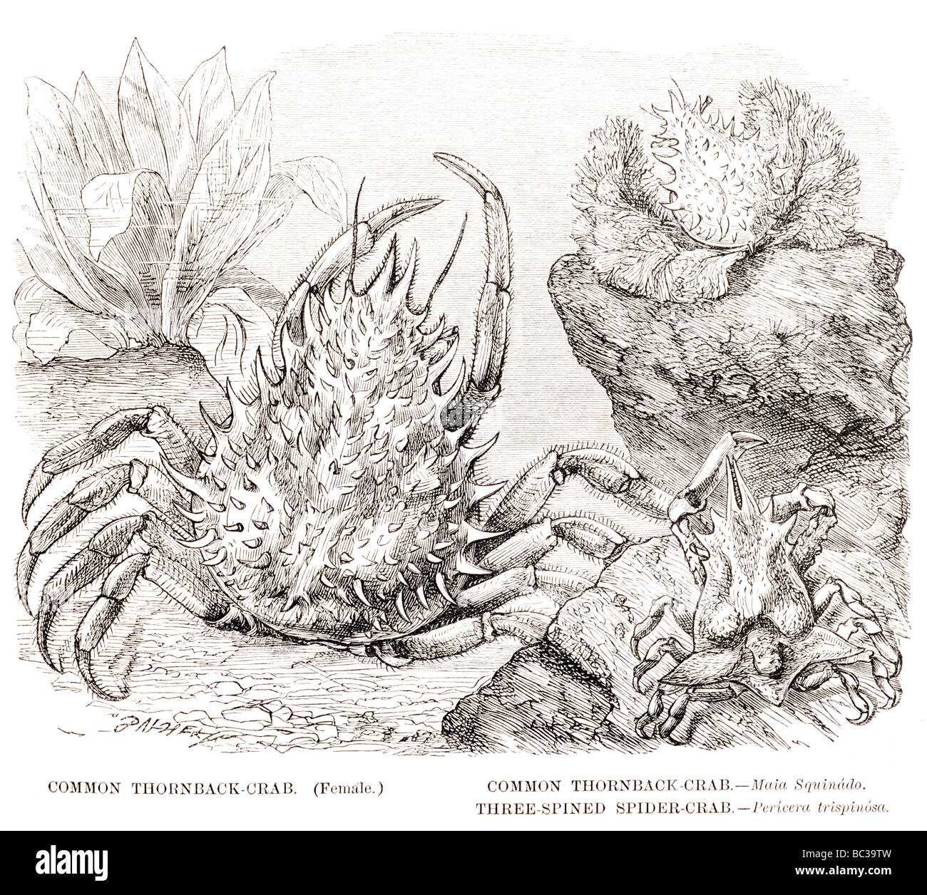 common thornback crab female maia squinado three spined spider crab ...