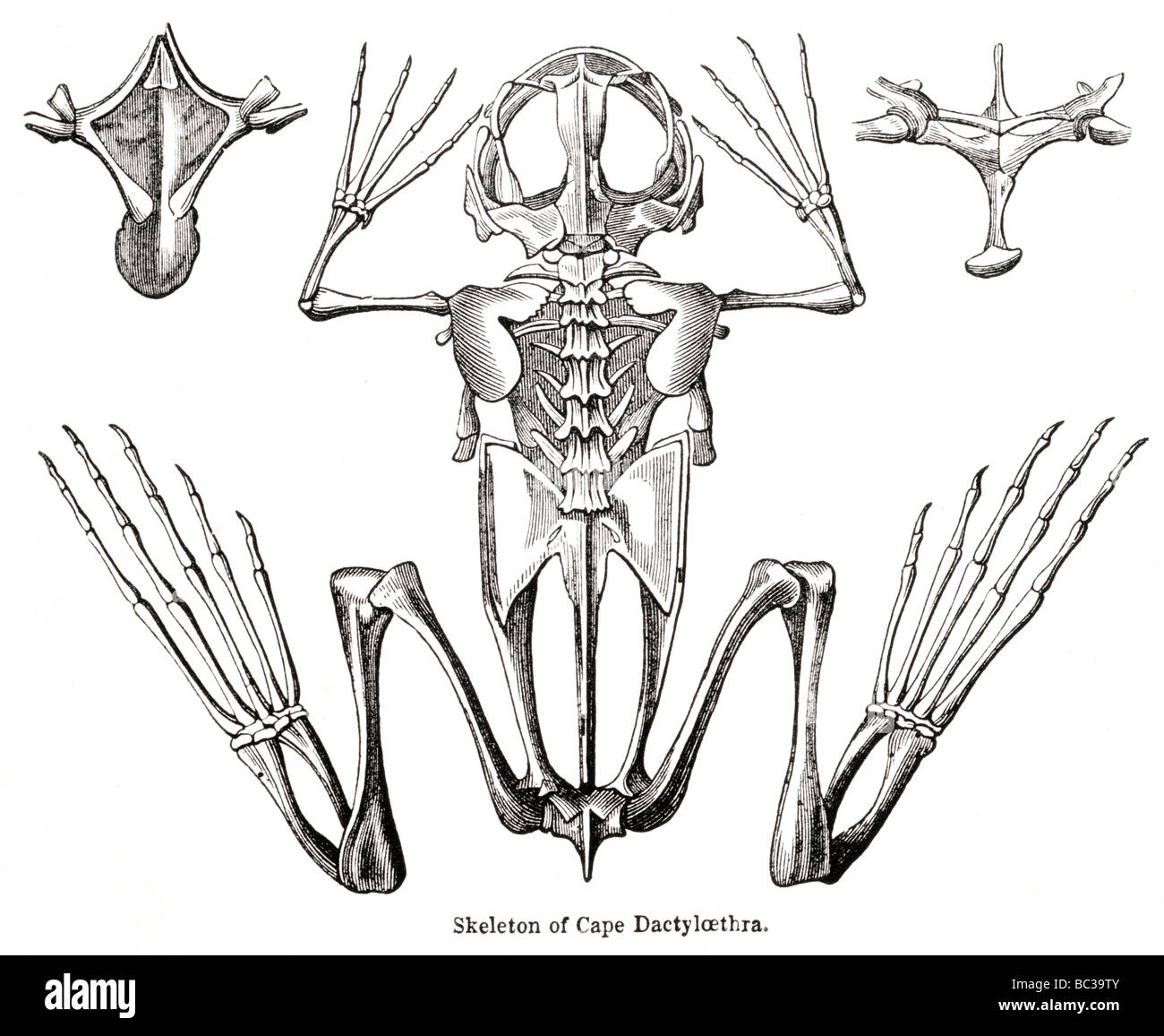 Frog Skeleton Clipart