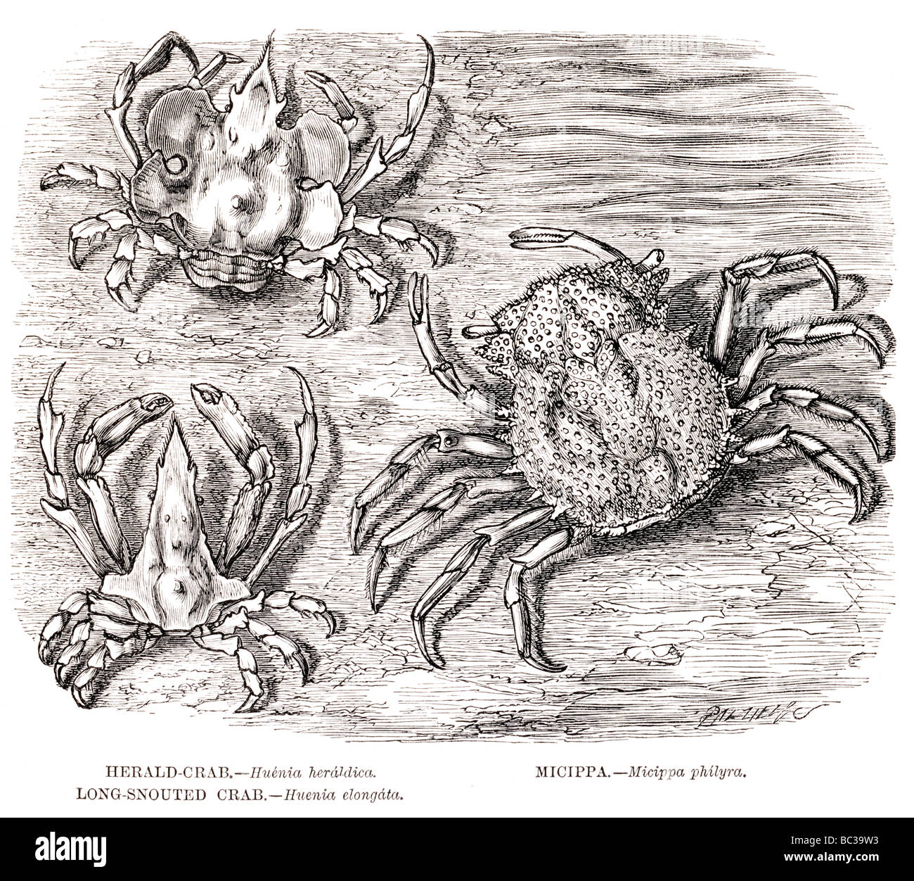 Micippa philyra hi-res stock photography and images - Alamy