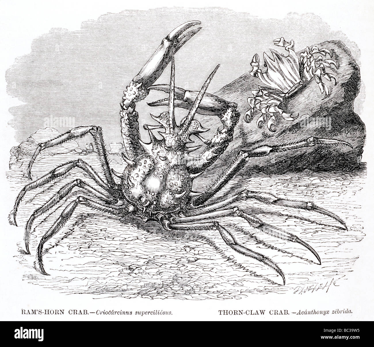 Raninoidea hi-res stock photography and images - Alamy