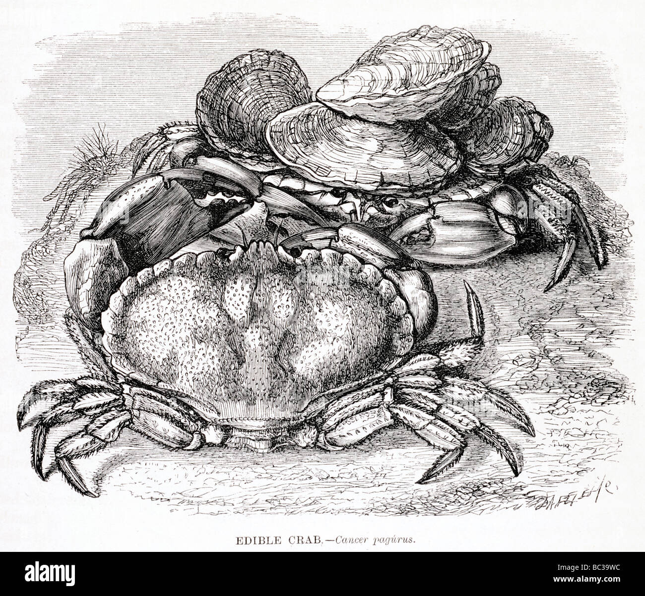 edible crab cancer pagurus Stock Photo - Alamy