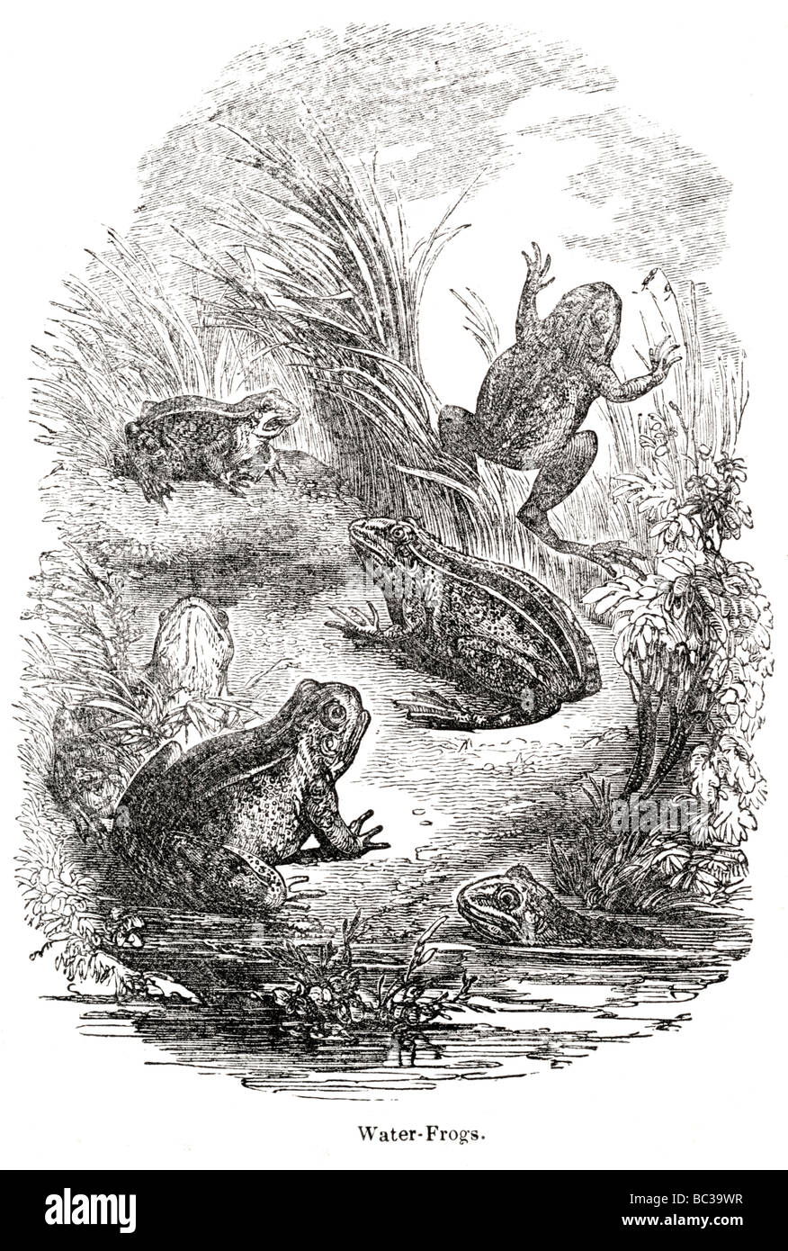 water frog frogs Stock Photo - Alamy
