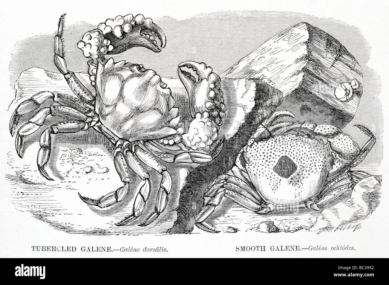 Galene hi-res stock photography and images - Alamy