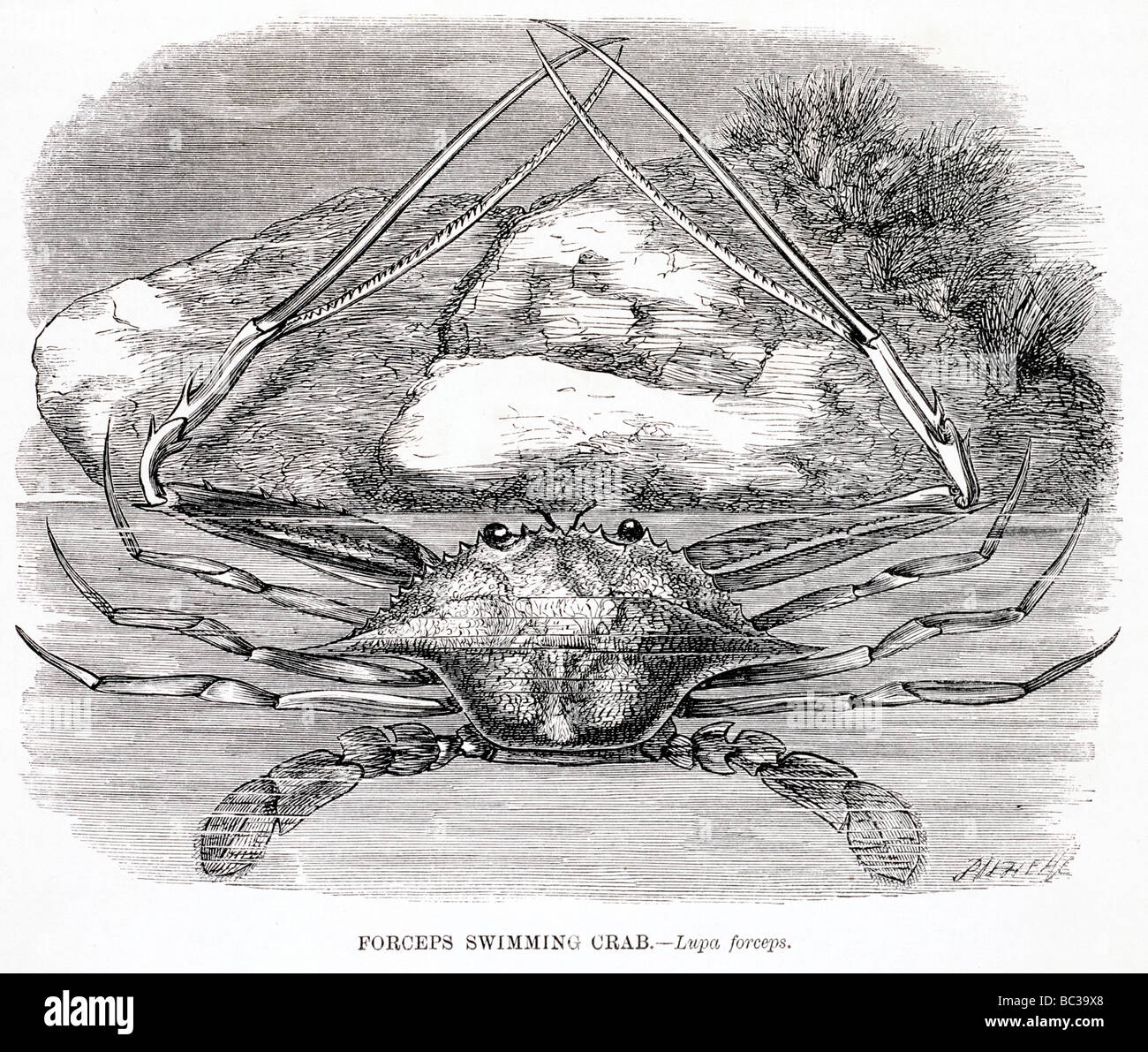 forceps swimming crab lupa forceps Stock Photo - Alamy