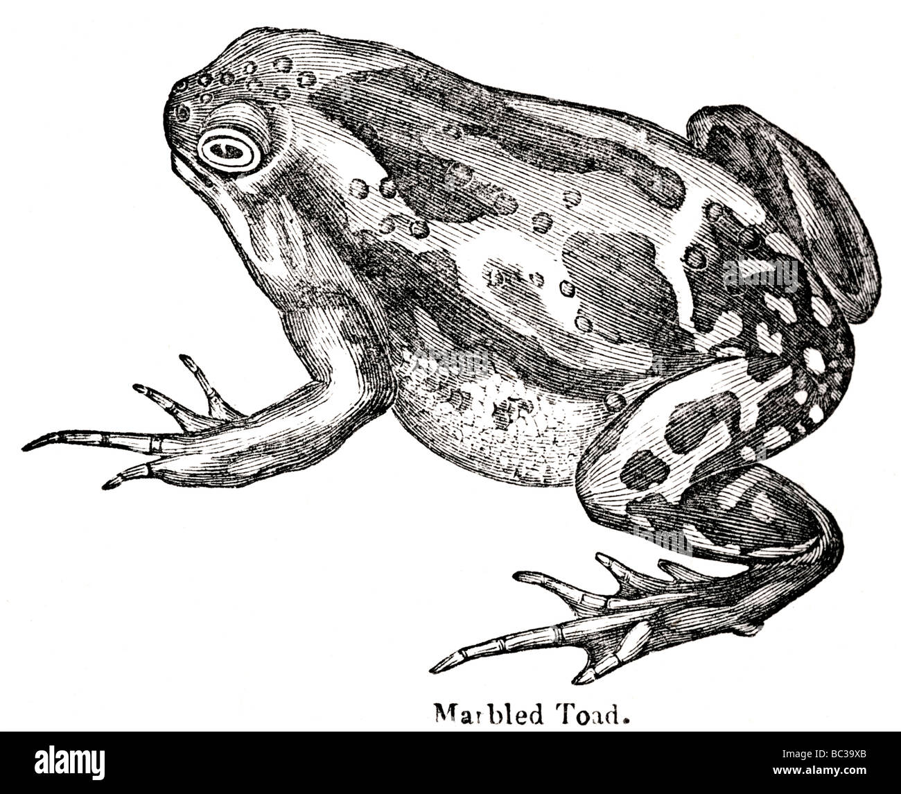 Marbled toad hi-res stock photography and images - Alamy
