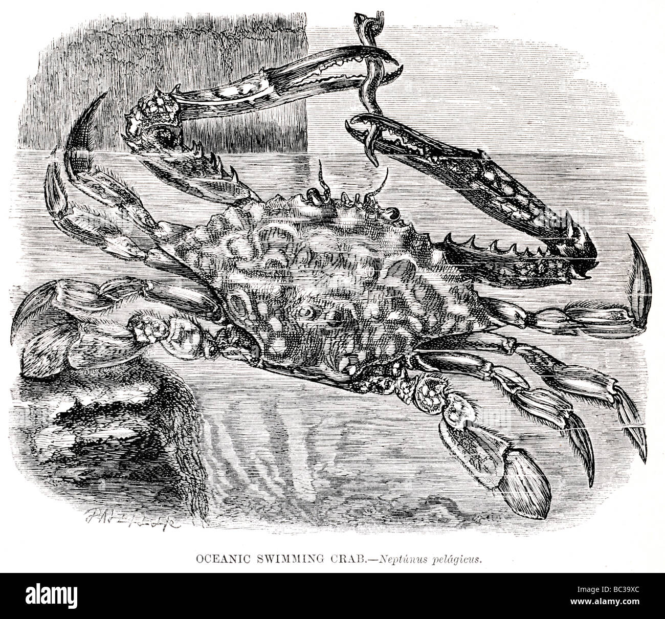 Neptunus hi-res stock photography and images - Alamy