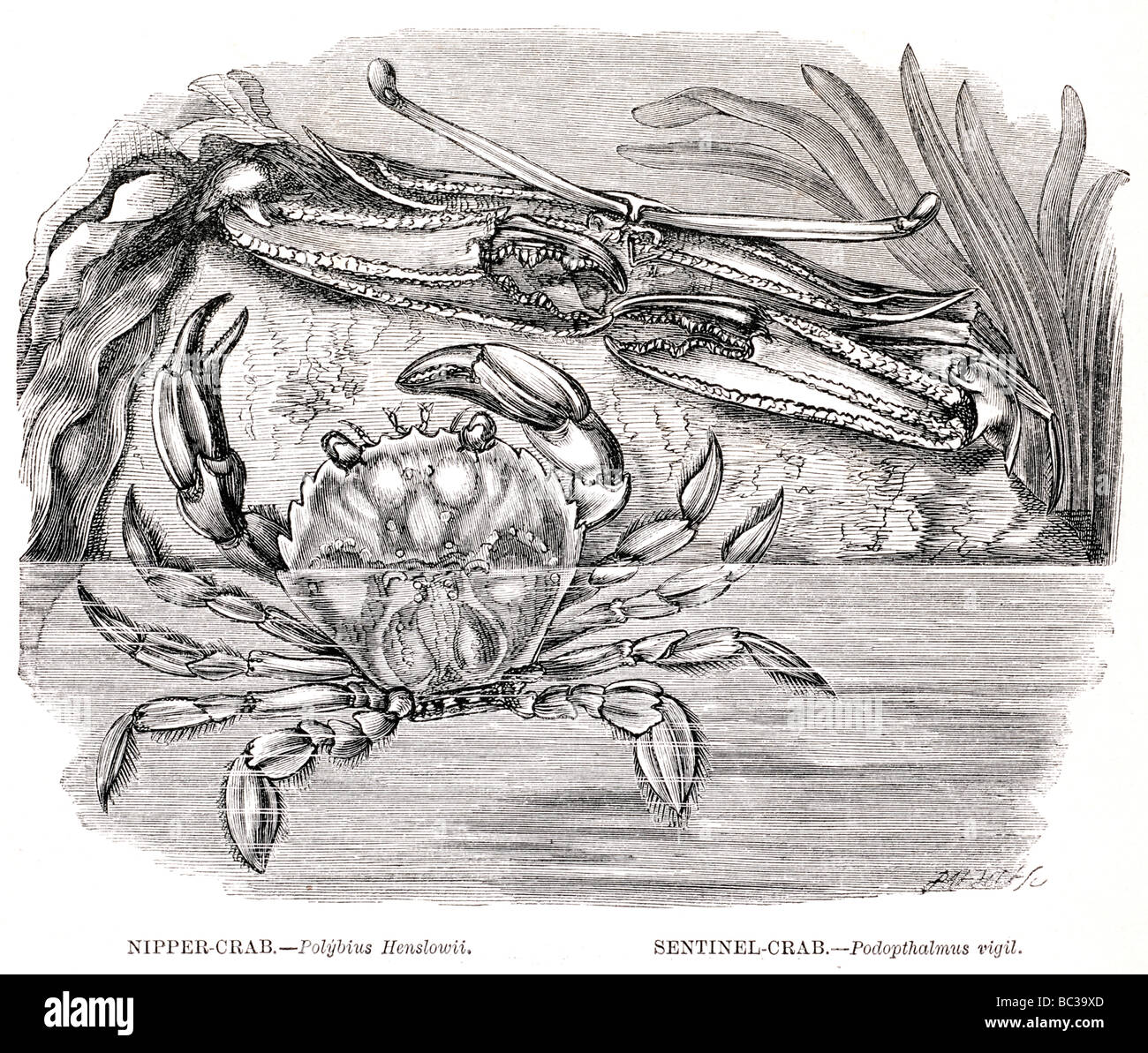 nipper crab polybius henslowii sentinel crab podopthalmus vigil Stock ...