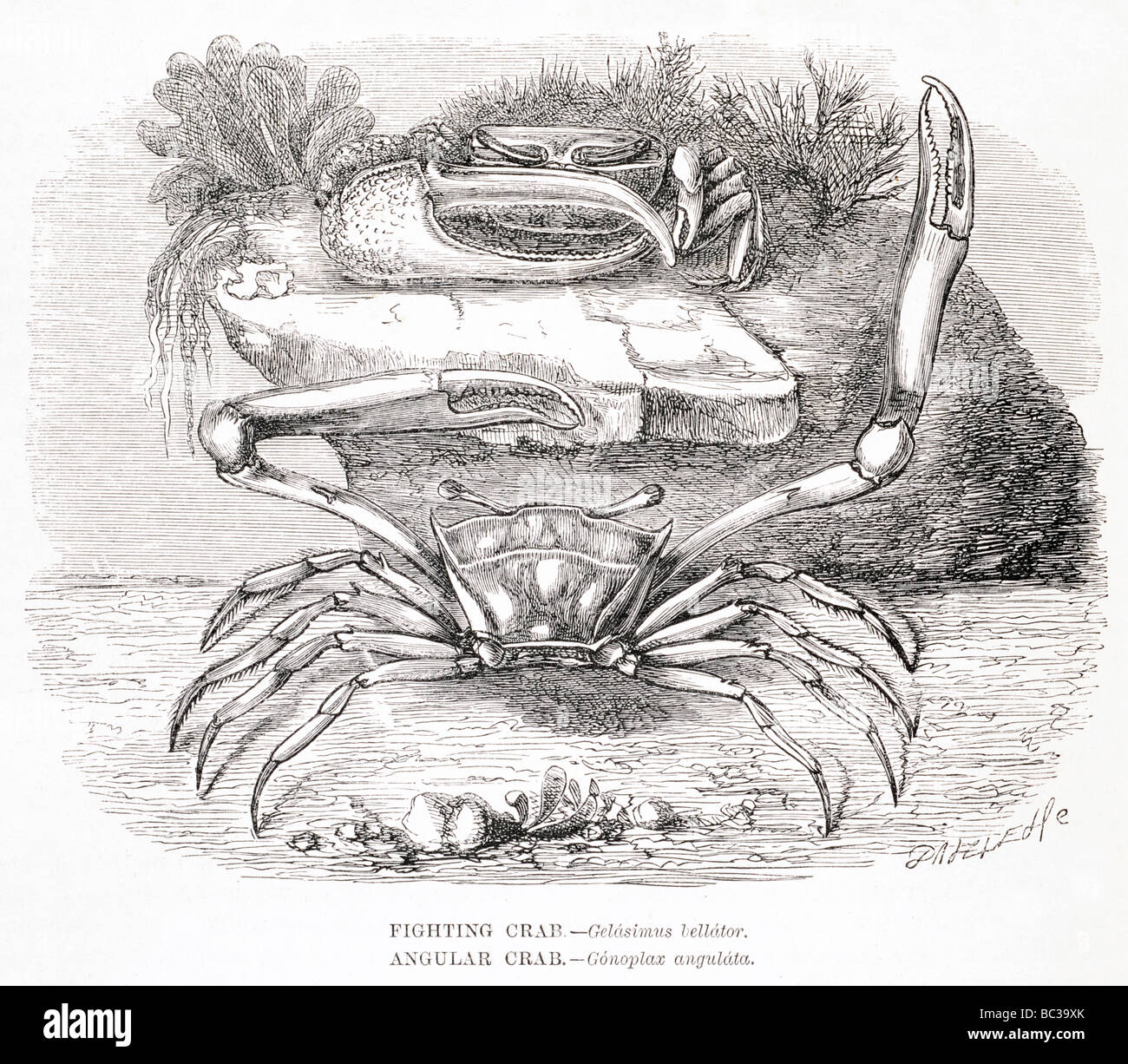 fighting crab gelasimus bellator angular crab gonoplax angulata Stock ...