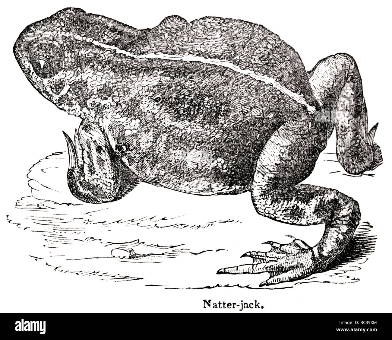 Black frog toad graphic hi-res stock photography and images - Alamy
