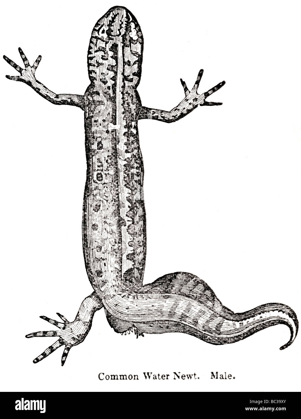 Male intestines hi-res stock photography and images - Alamy