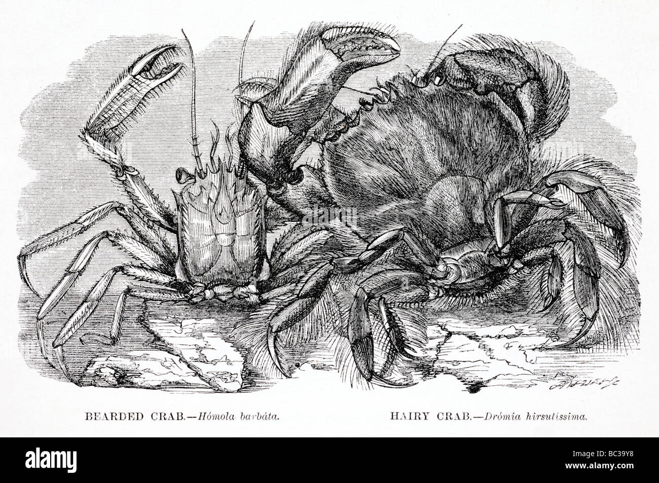 Hirsutissima hi-res stock photography and images - Alamy