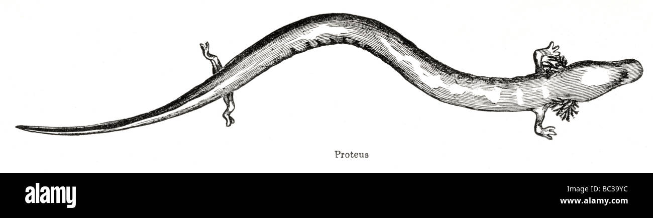 Proteus anguinus hi-res stock photography and images - Alamy