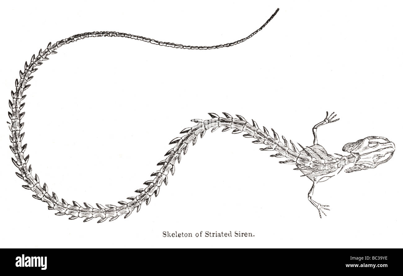 skeleton of striated siren Stock Photo - Alamy